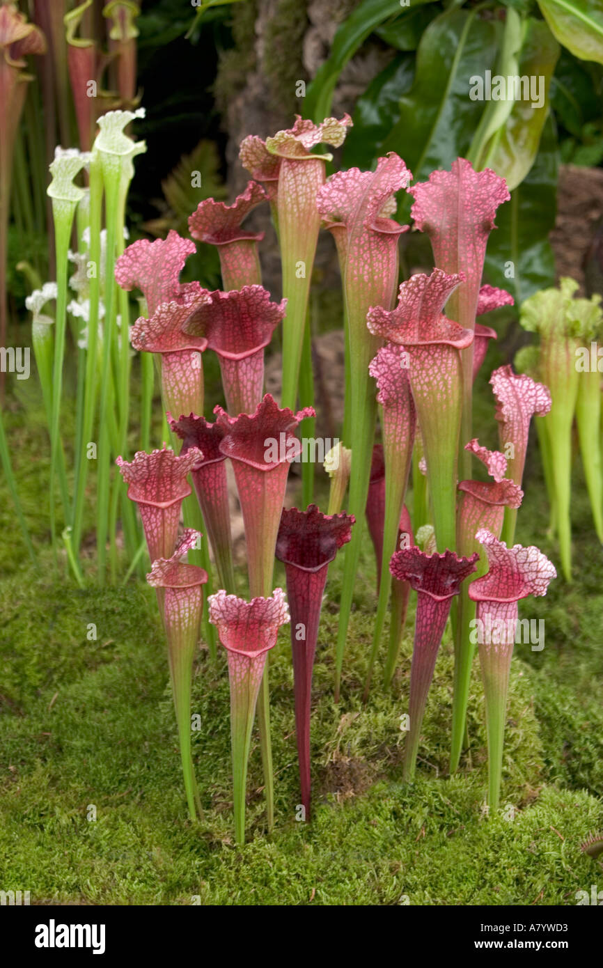 Insectivorous Plants Pitcher Plant