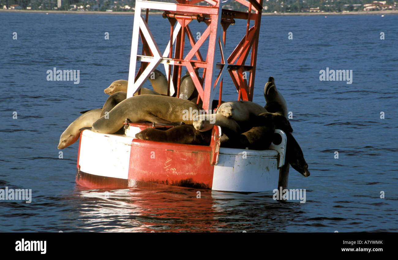 Barbara seal hi-res stock photography and images - Alamy