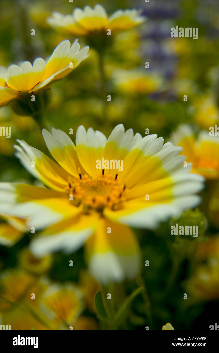 Tiddy Tips High Resolution Stock Photography and Images - Alamy