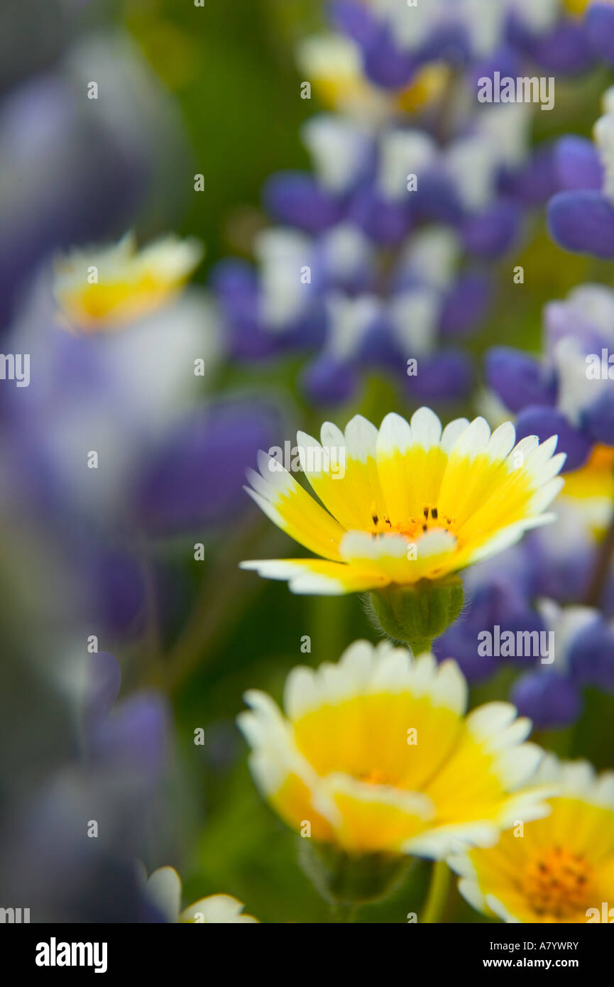 Tiddy tips hi-res stock photography and images - Alamy