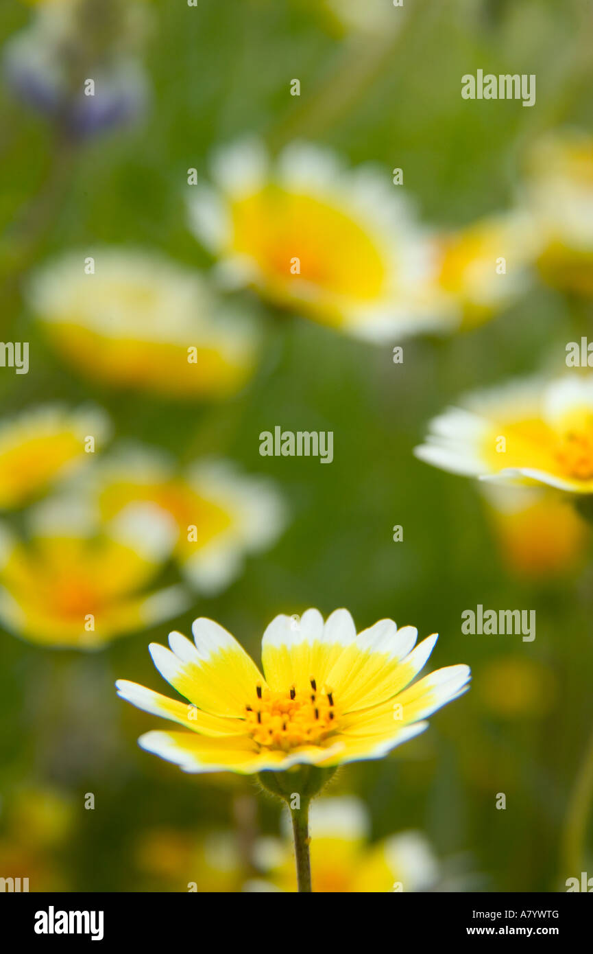 Tiddy tips hi-res stock photography and images - Alamy