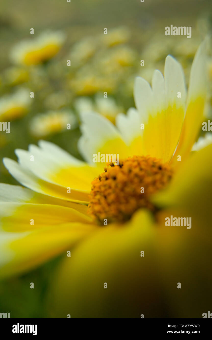 Tiddy tips hi-res stock photography and images - Alamy