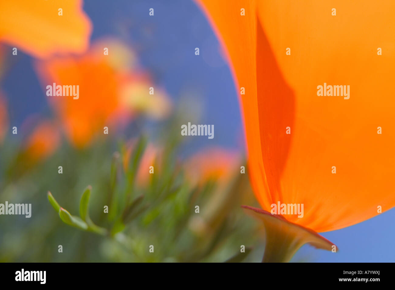 NA, USA, CA, Lancaster, CA Poppies spring bloom Stock Photo - Alamy