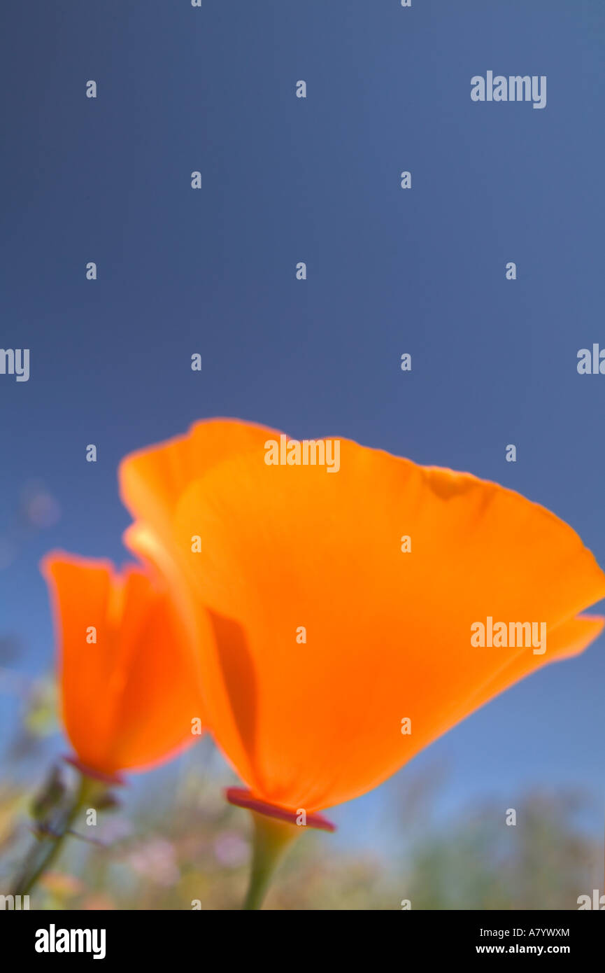 NA, USA, CA, Lancaster, CA Poppies spring bloom Stock Photo - Alamy