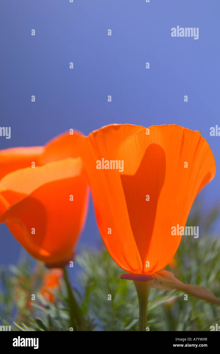 NA, USA, CA, Lancaster, CA Poppies spring bloom Stock Photo - Alamy