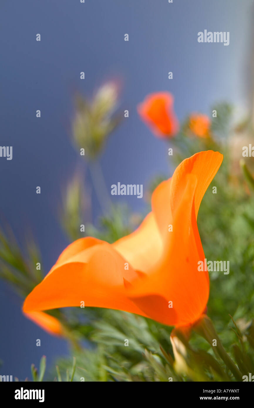 NA, USA, CA, Lancaster, CA Poppies spring bloom Stock Photo - Alamy