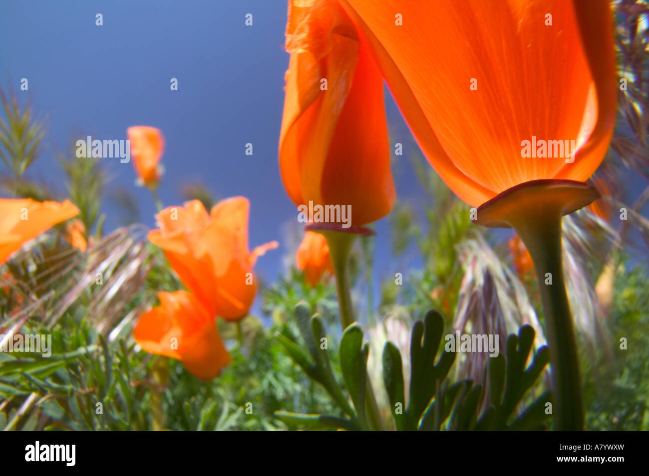 NA, USA, CA, Lancaster, CA Poppies spring bloom Stock Photo - Alamy