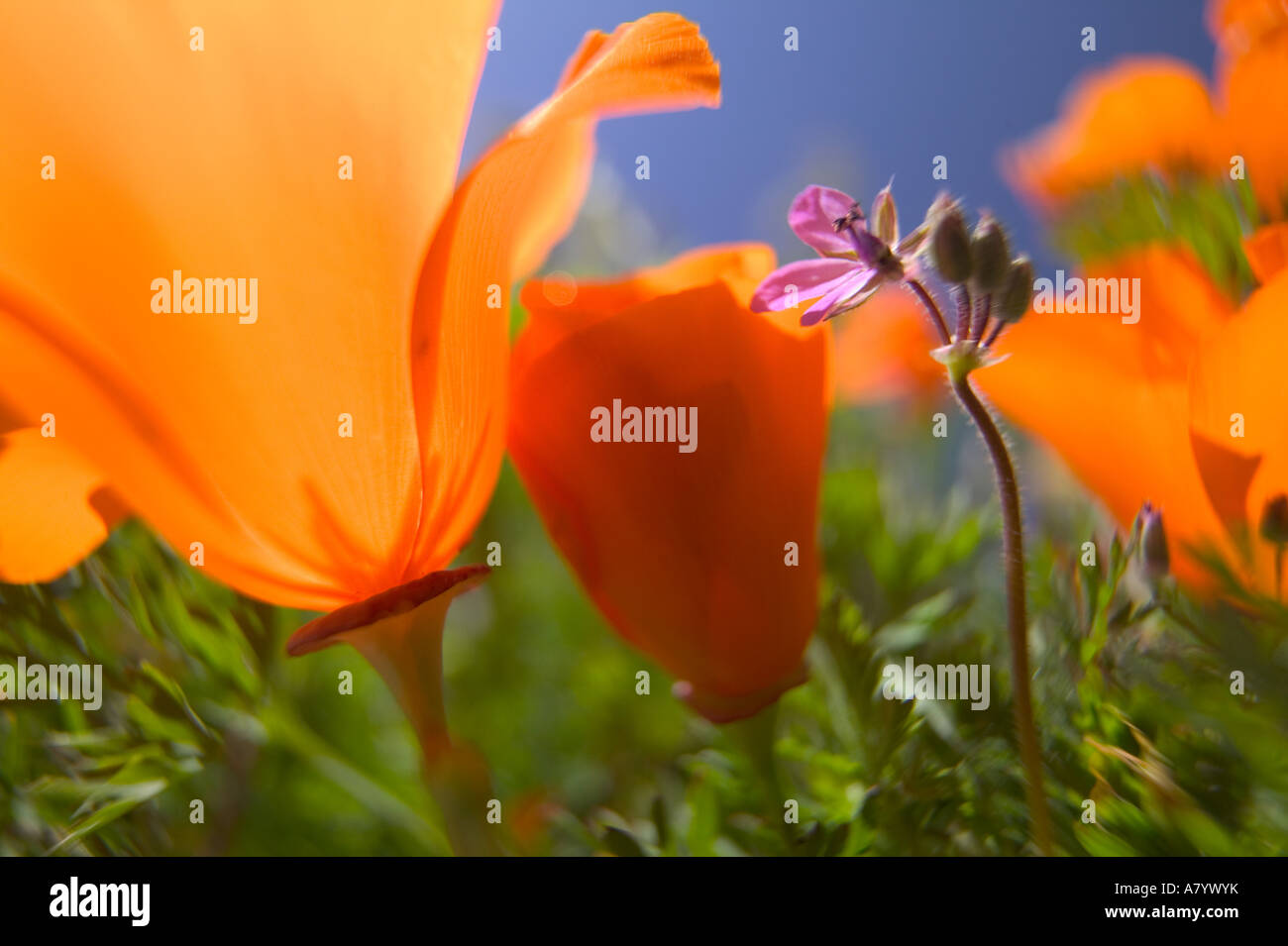 NA, USA, CA, Lancaster, CA Poppies spring bloom Stock Photo - Alamy