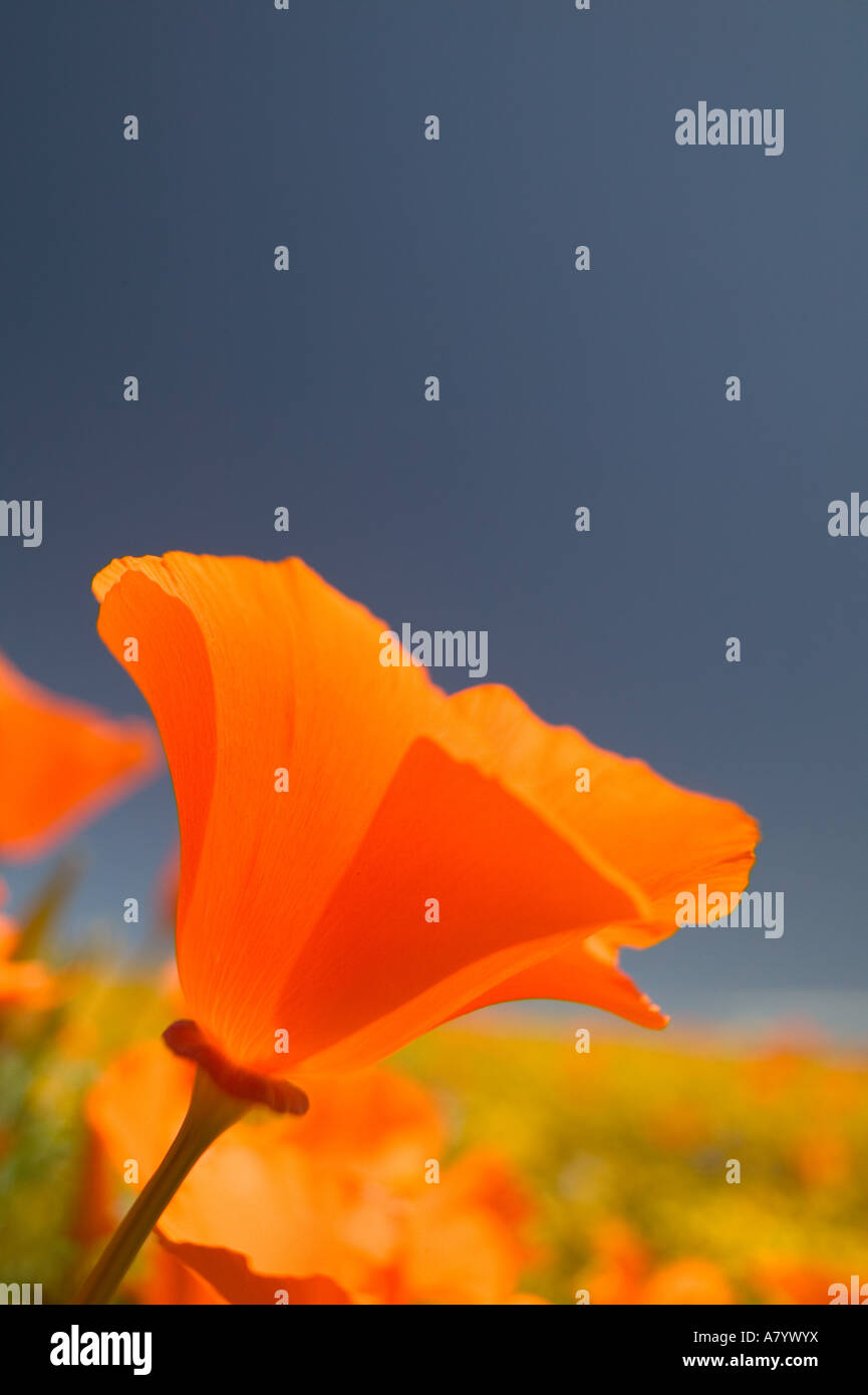 NA, USA, CA, Lancaster, Antelope Valley, CA Poppies spring bloom Stock ...