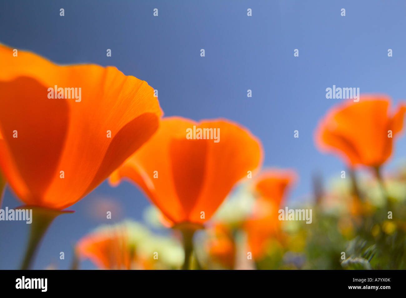 NA, USA, CA, Lancaster, CA Poppies spring bloom Stock Photo - Alamy