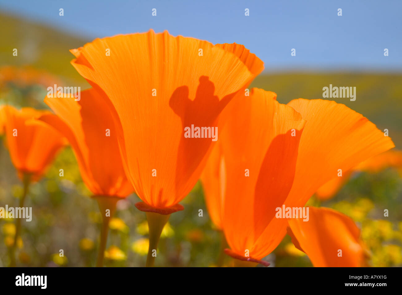 NA, USA, CA, Lancaster, CA Poppies spring bloom Stock Photo - Alamy