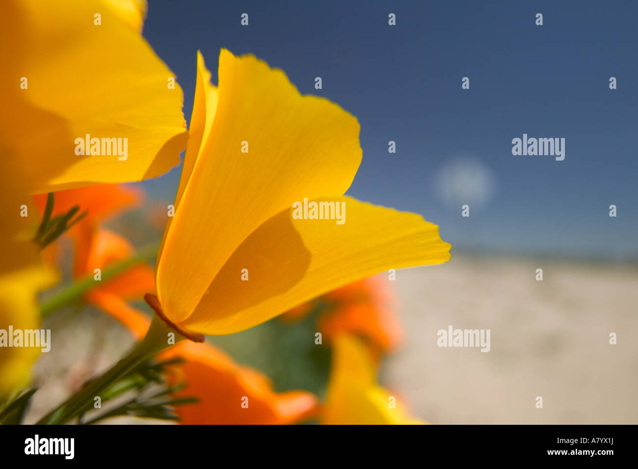 NA, USA, CA, Lancaster, CA Poppies spring bloom Stock Photo - Alamy