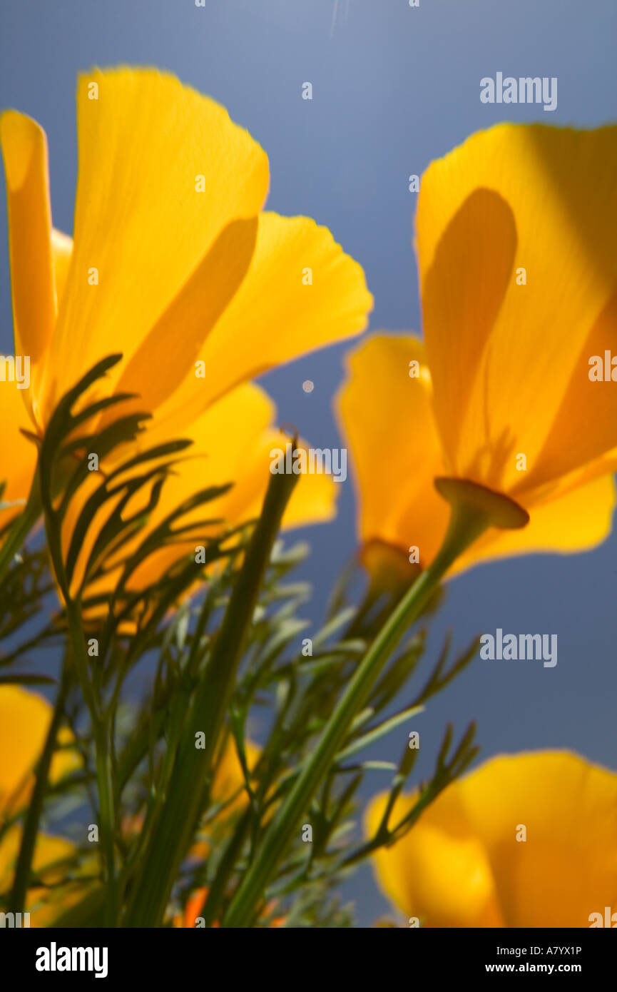 NA, USA, CA, Lancaster, CA Poppies spring bloom Stock Photo - Alamy