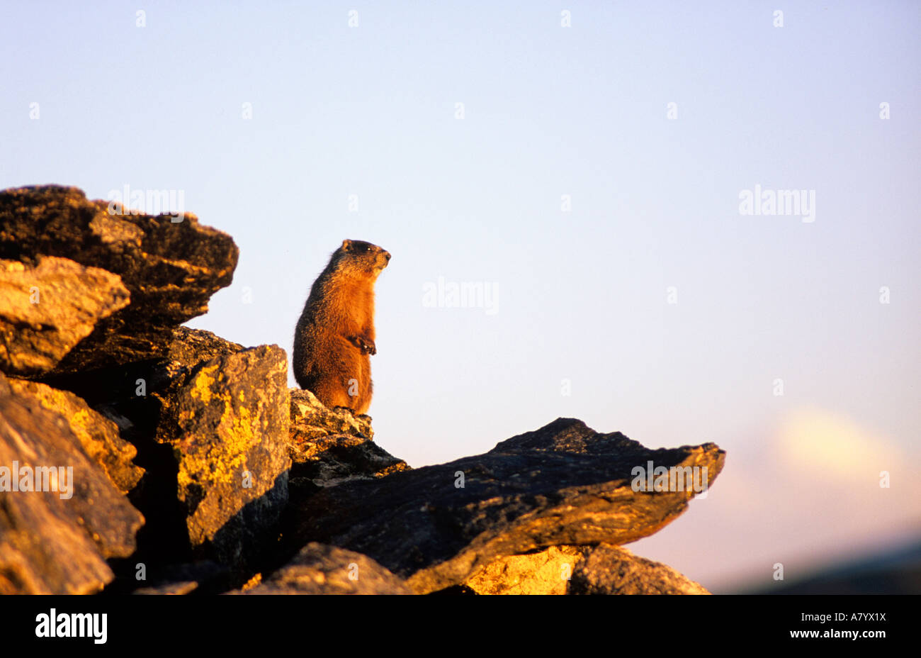 Yellow Belly Marmot in Rocky Mountain National Park in Colorado Stock ...