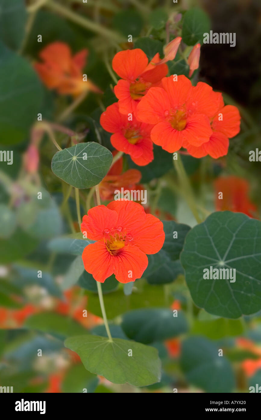 Brilliant scarlet flowers hi-res stock photography and images - Alamy