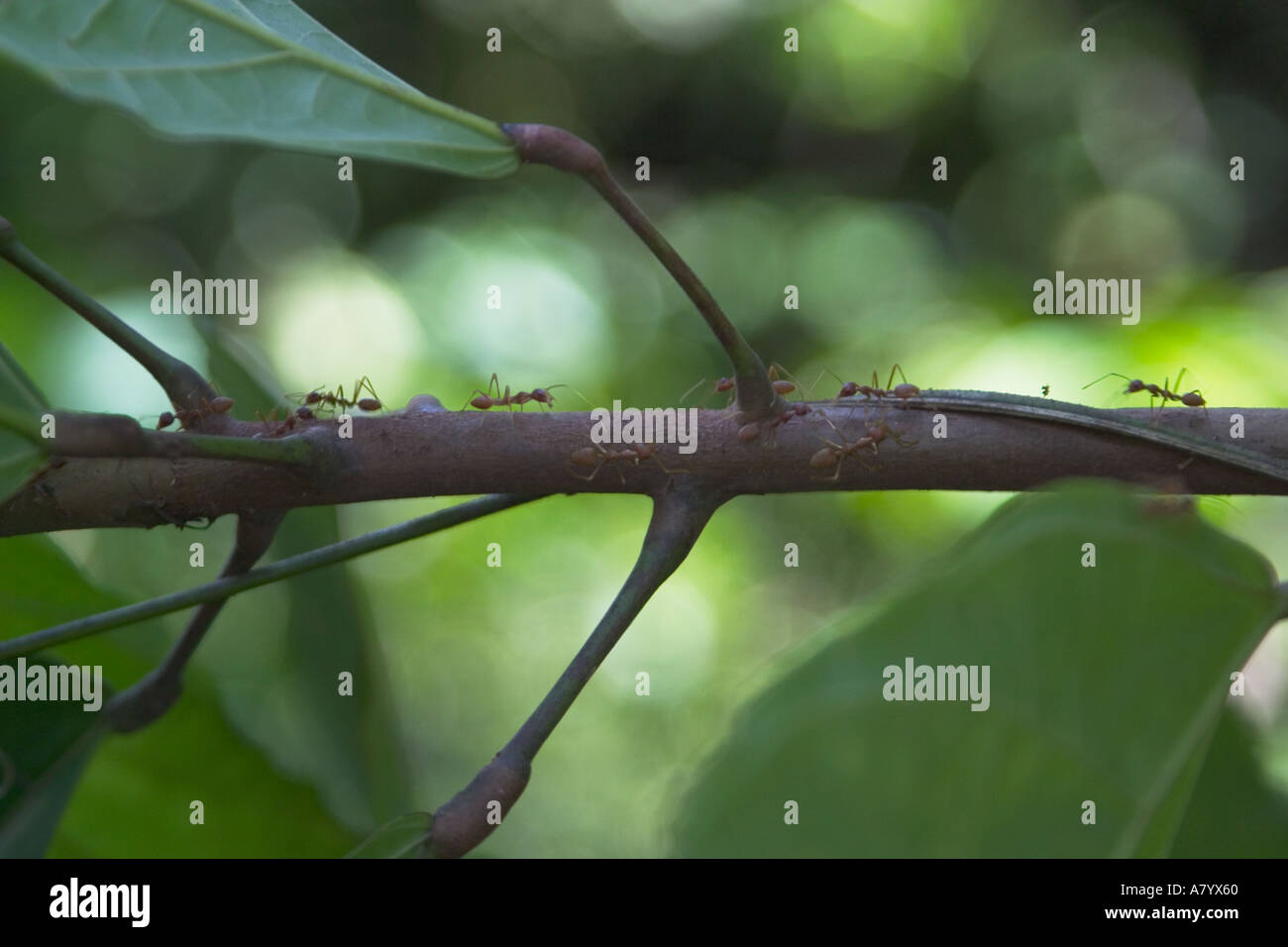 Red ants on branch of tree looking for food in West African rain forest ...