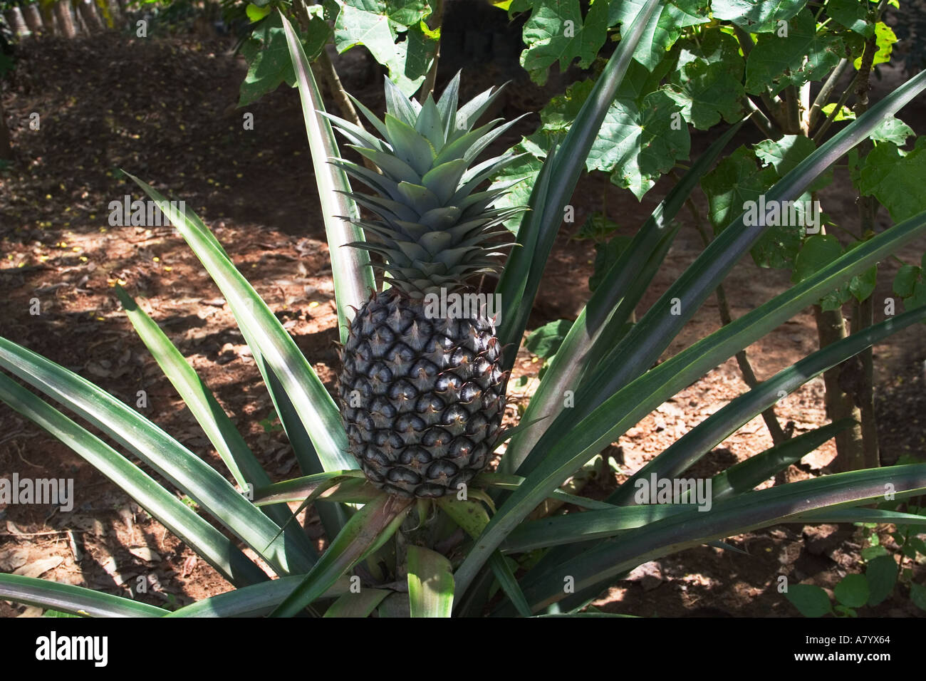 Pineapple Growing South Africa at Douglas Jacobson blog Pineapple Growing South Africa at Douglas Jacobson blog