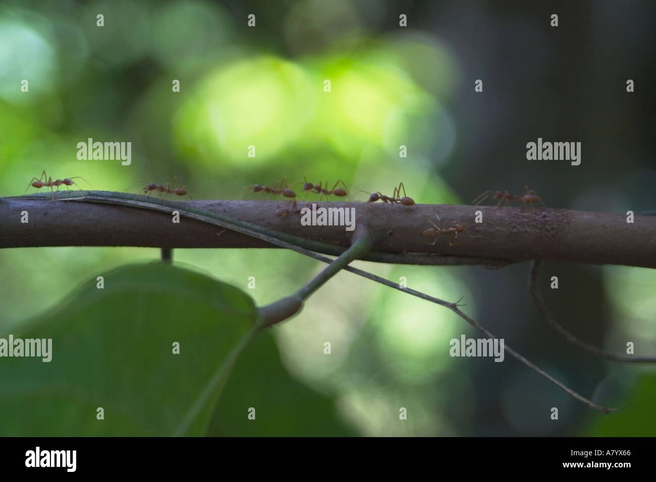 Red ants looking for food in West African rain forest Ghana Stock Photo ...