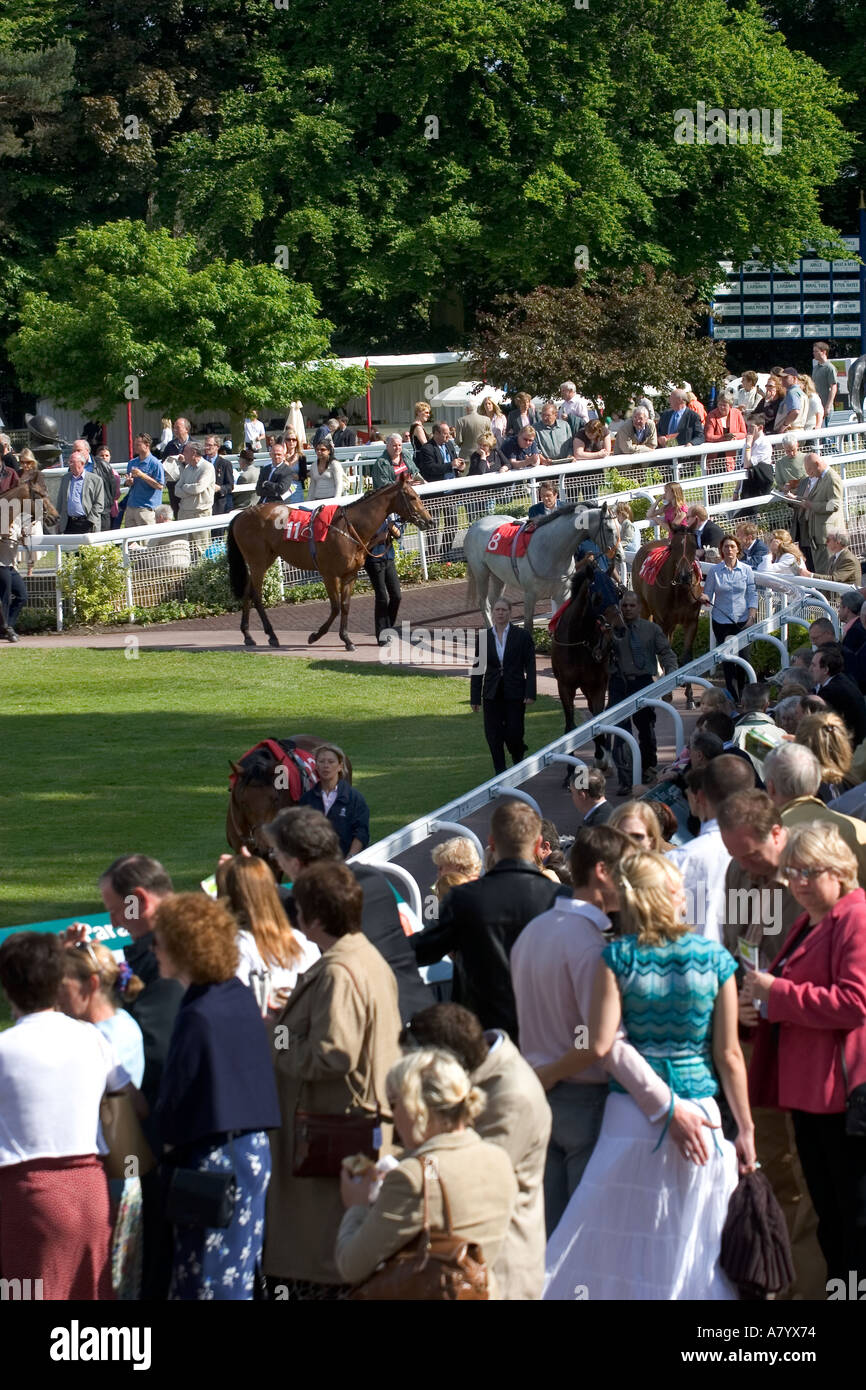 Studying the horses in the Parade Ring before the race Stock Photo - Alamy