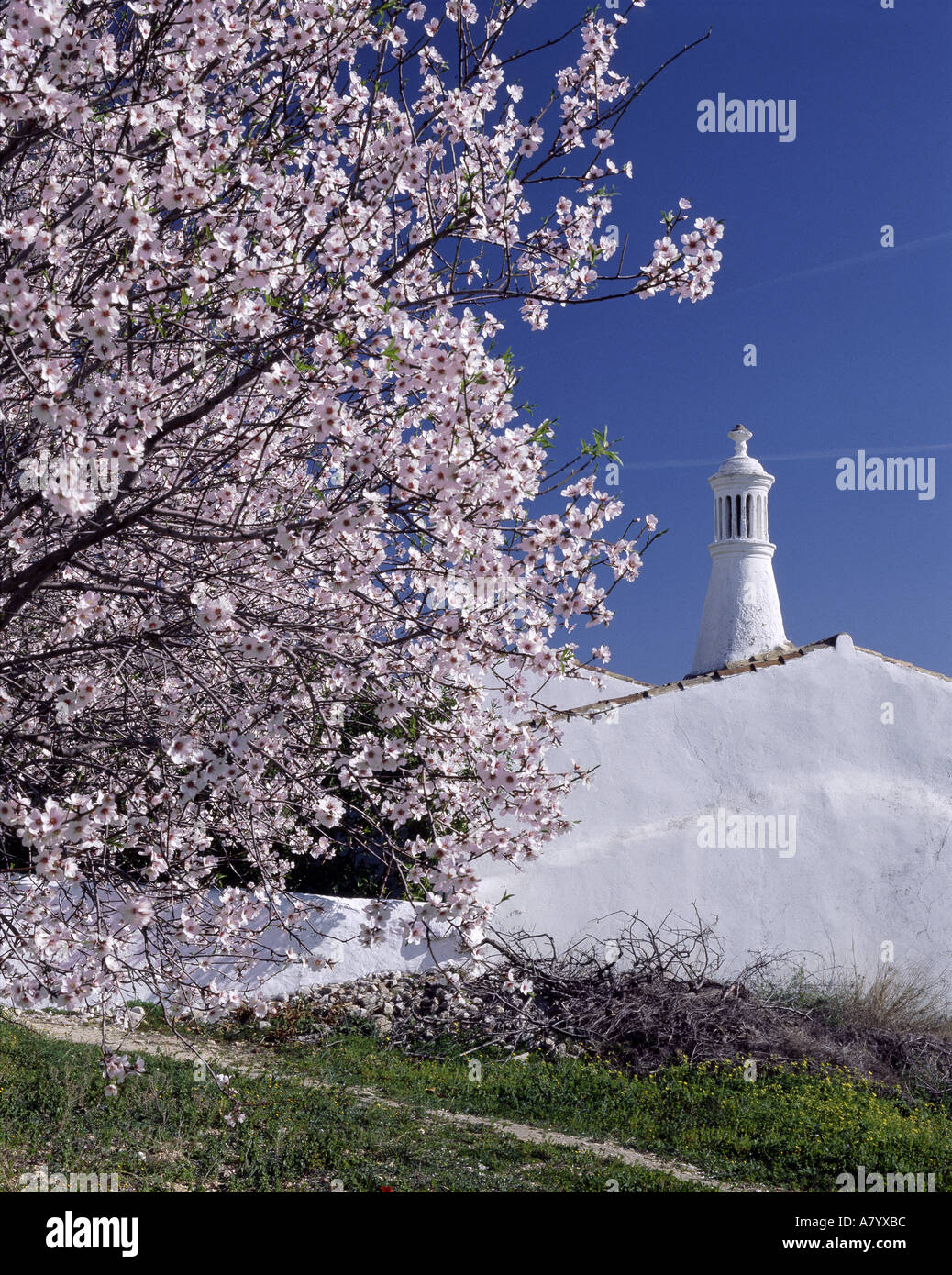 Portuguese almond trees hi-res stock photography and images - Alamy