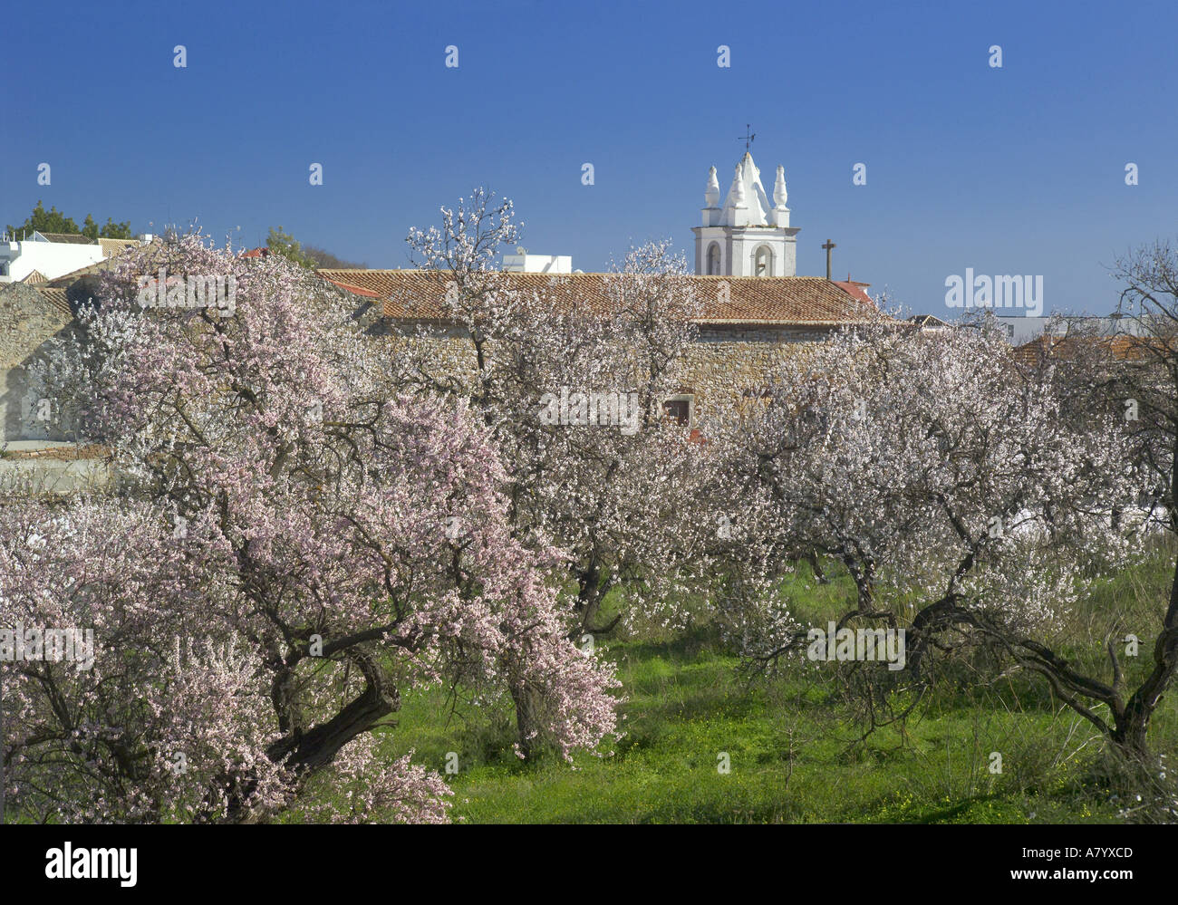 Almond orchards hi-res stock photography and images - Alamy