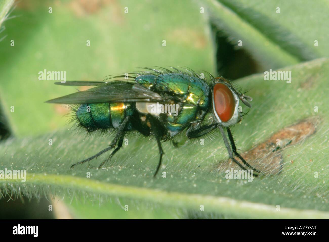 Greenbottle Fly, Lucilia caesar Stock Photo - Alamy