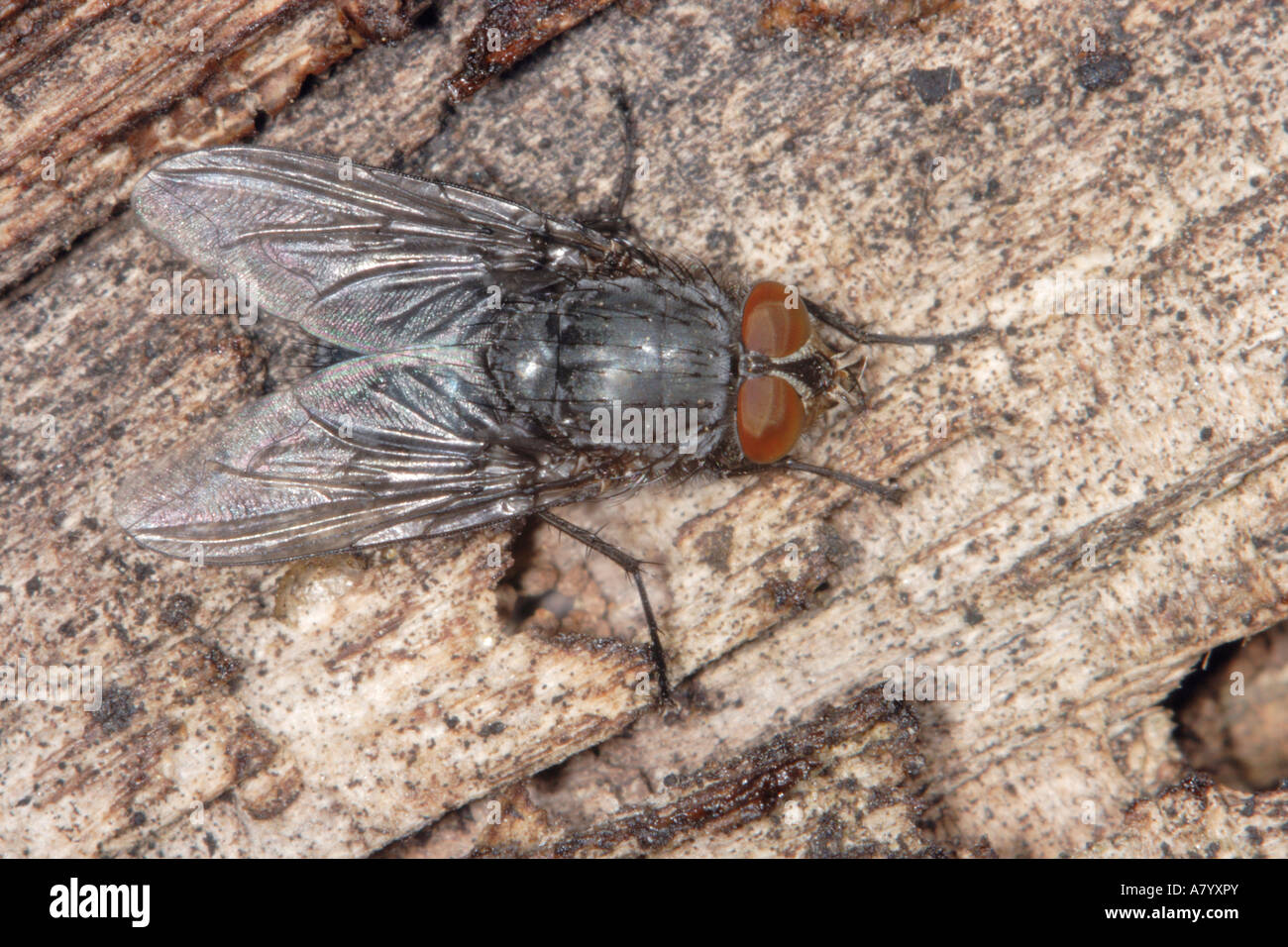 Calliphora Erythrocephala High Resolution Stock Photography and Images ...