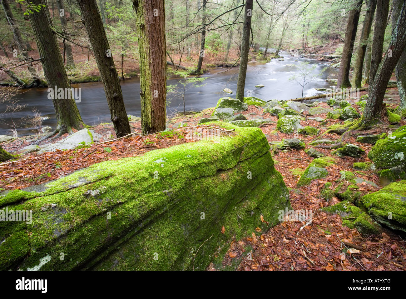 A forest of Eastern Hemlock trees in East Haddam Connecticut USA Stock ...