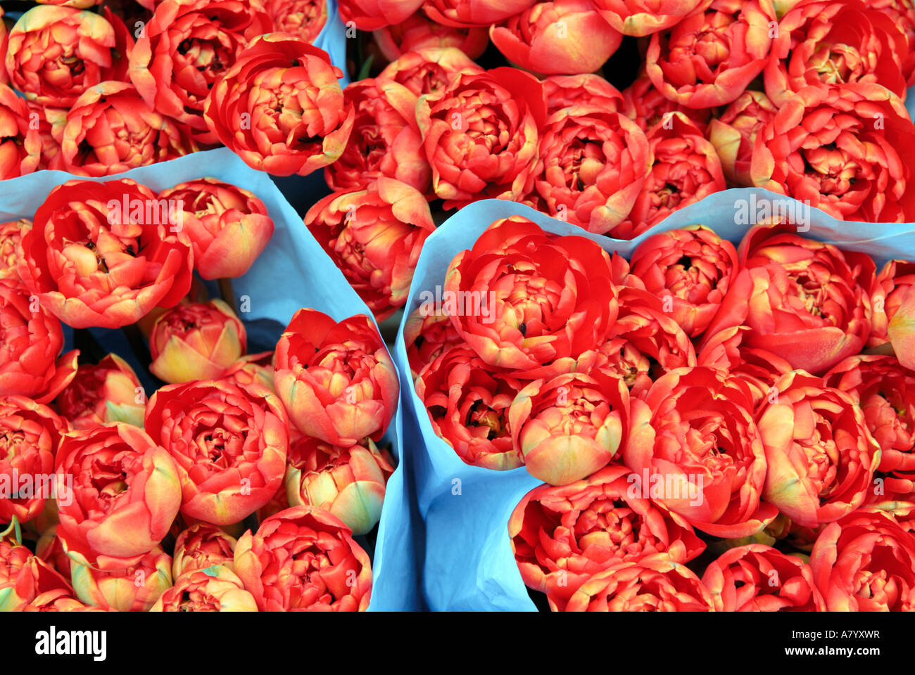 Tulips in bloom at Amsterdam's flower market Stock Photo - Alamy