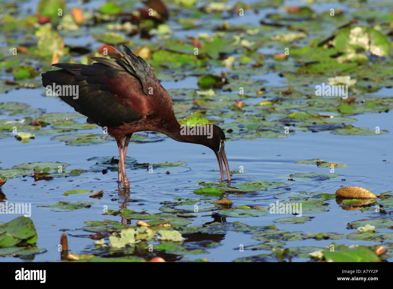 Glossy Ibis feeding in lily pads, Plegadis falcinellus, Emeralda Marsh ...