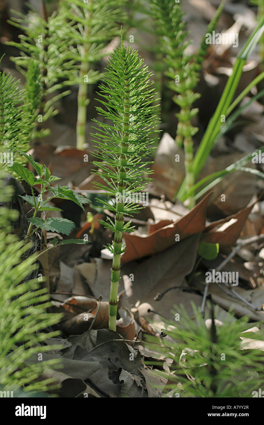 Vertical ferns plant green grow growing growth hi-res stock photography ...