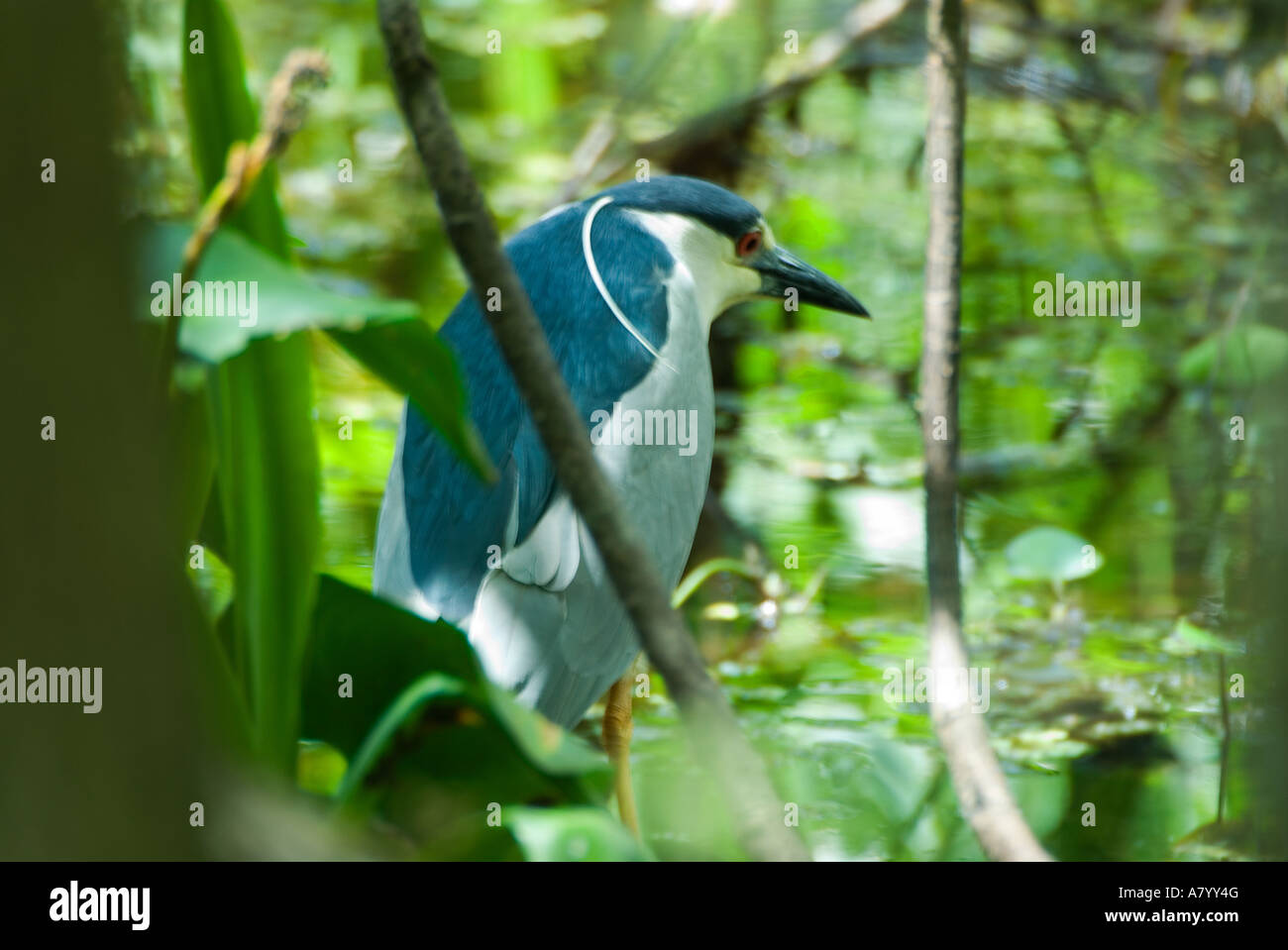 Black-crowned Night Heron (Nycticorax nycticorax), Corkscrew Swamp ...