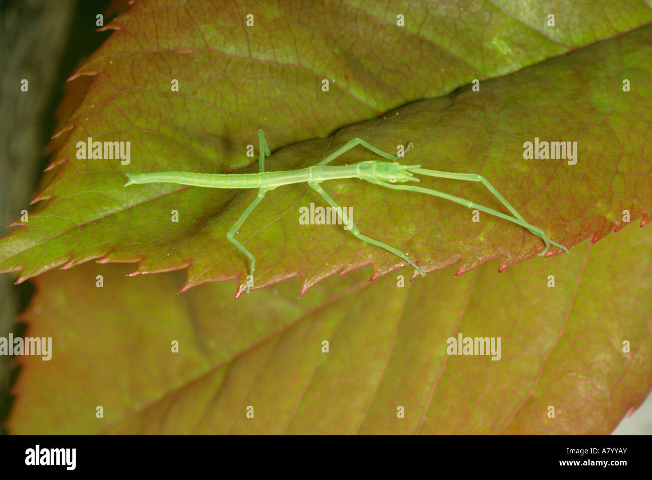 Spanish Stick insect, Pijnackeria hispanica. Young on leaf Stock Photo ...