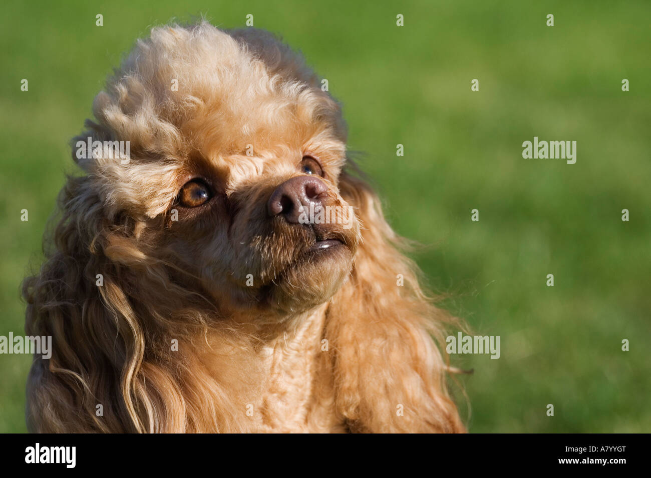 Brown pedigree Poodle Stock Photo - Alamy