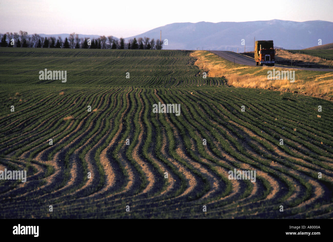 Spring wheat fields and truck on highway Montana Stock Photo - Alamy