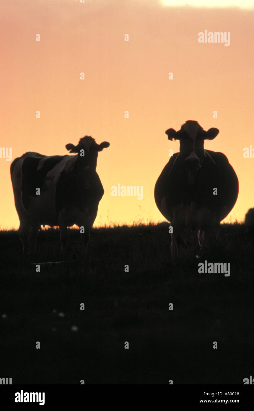 Midwest dairy cattle hi-res stock photography and images - Alamy
