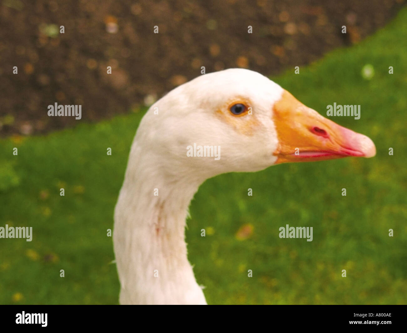 The bedford swan hi-res stock photography and images - Alamy