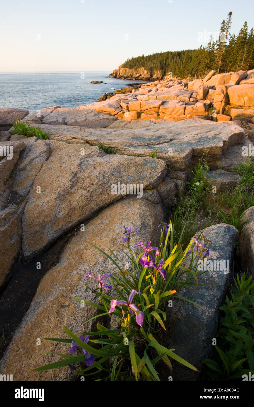 Blue flag iris blooming in between rocks Maine USA Stock Photo - Alamy