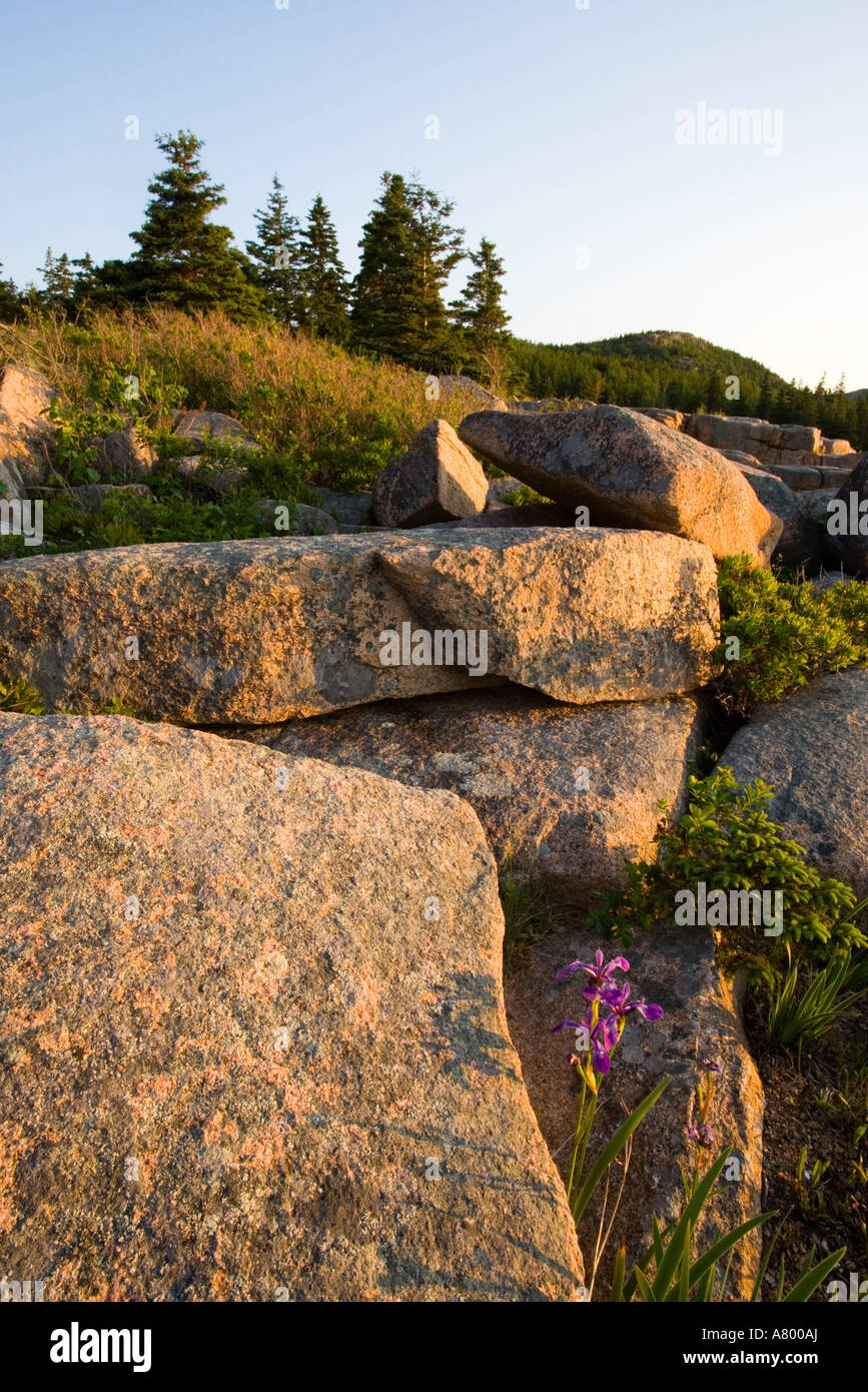 Blue flag iris blooming in between rocks Maine USA Stock Photo - Alamy