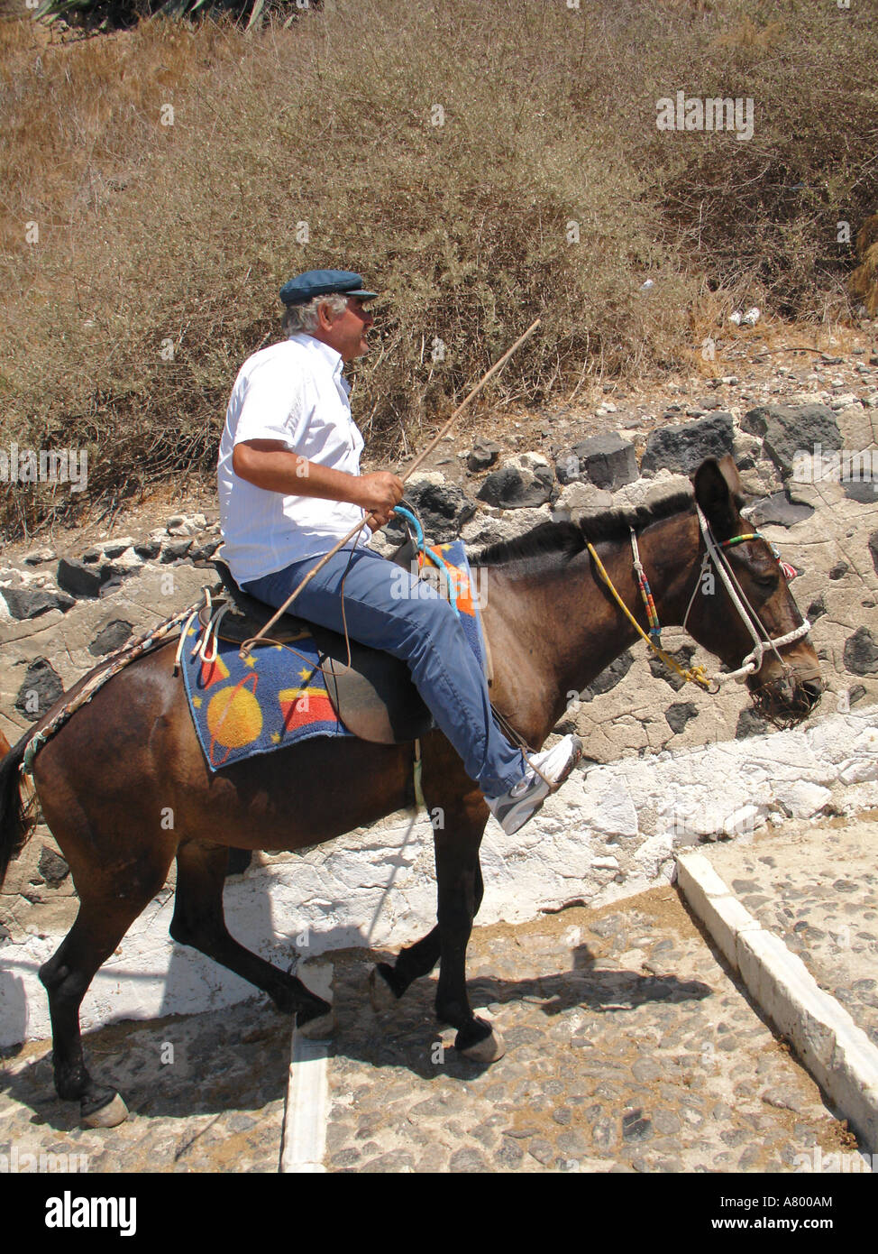 A Greek man riding his mule in Thira (Fira) on Santorini island, Greece ...