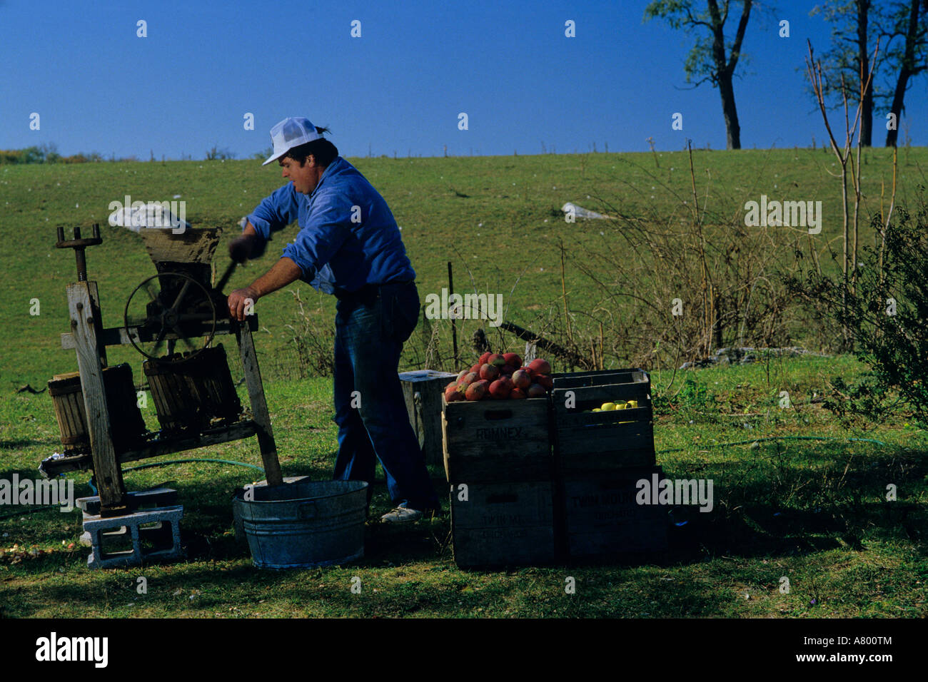 USA, Maryland, Man making apple cider the old fashioned way Stock Photo ...