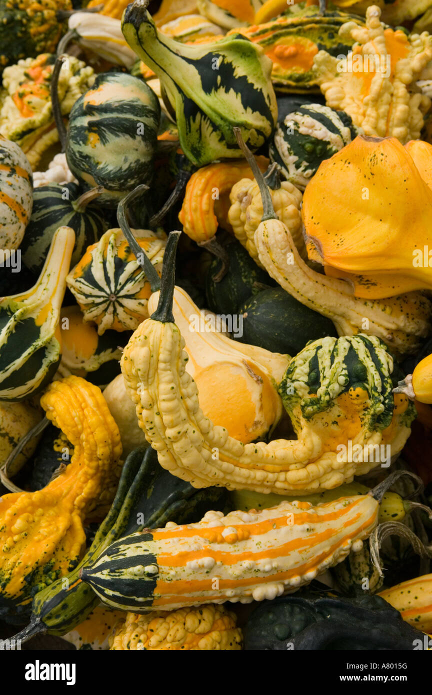 USA, Massachusetts, Central, CONCORD: Squash Gourds / Autumn Stock ...