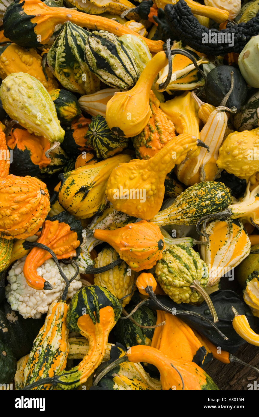 USA, Massachusetts, Central, CONCORD: Squash Gourds / Autumn Stock ...