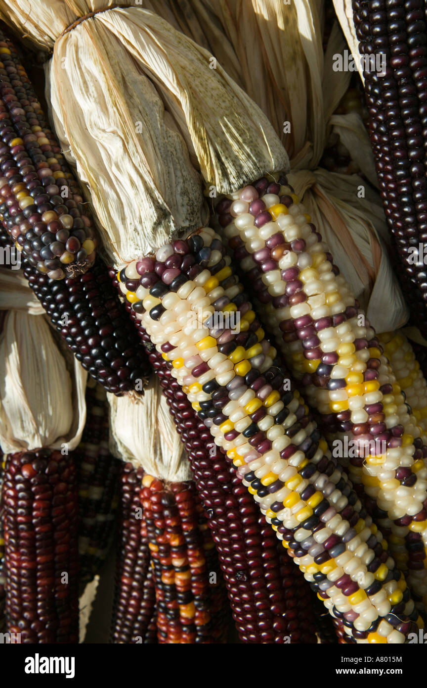 USA, Massachusetts, Central, CONCORD: Dried Native Corn / Autumn Stock ...