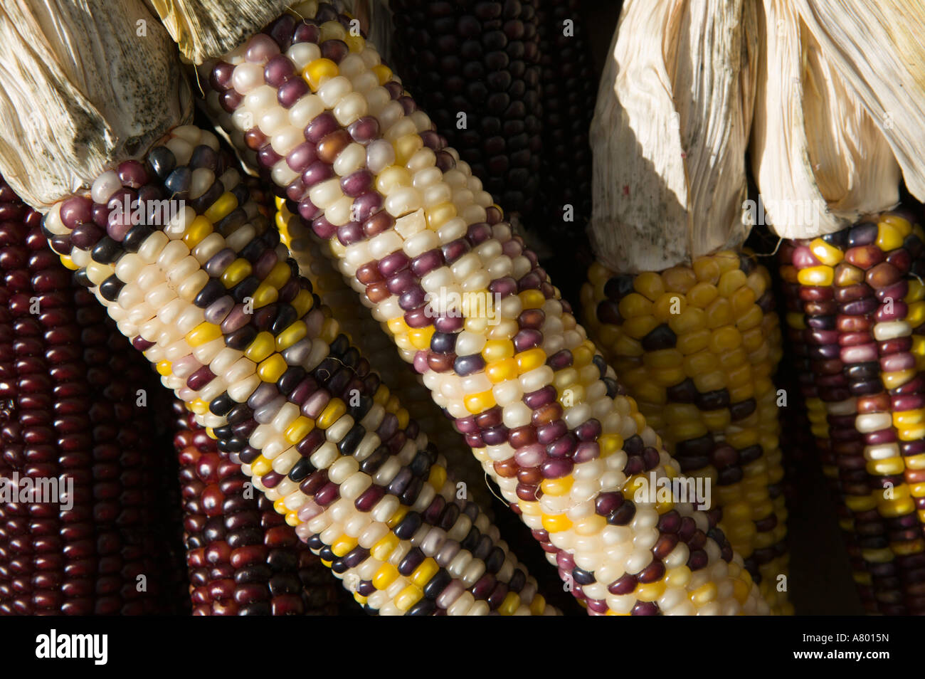 USA, Massachusetts, Central, CONCORD: Dried Native Corn / Autumn Stock ...