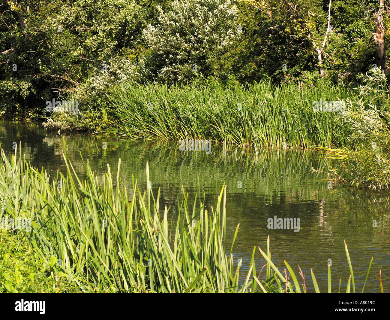 essex river stort near harlow Stock Photo - Alamy