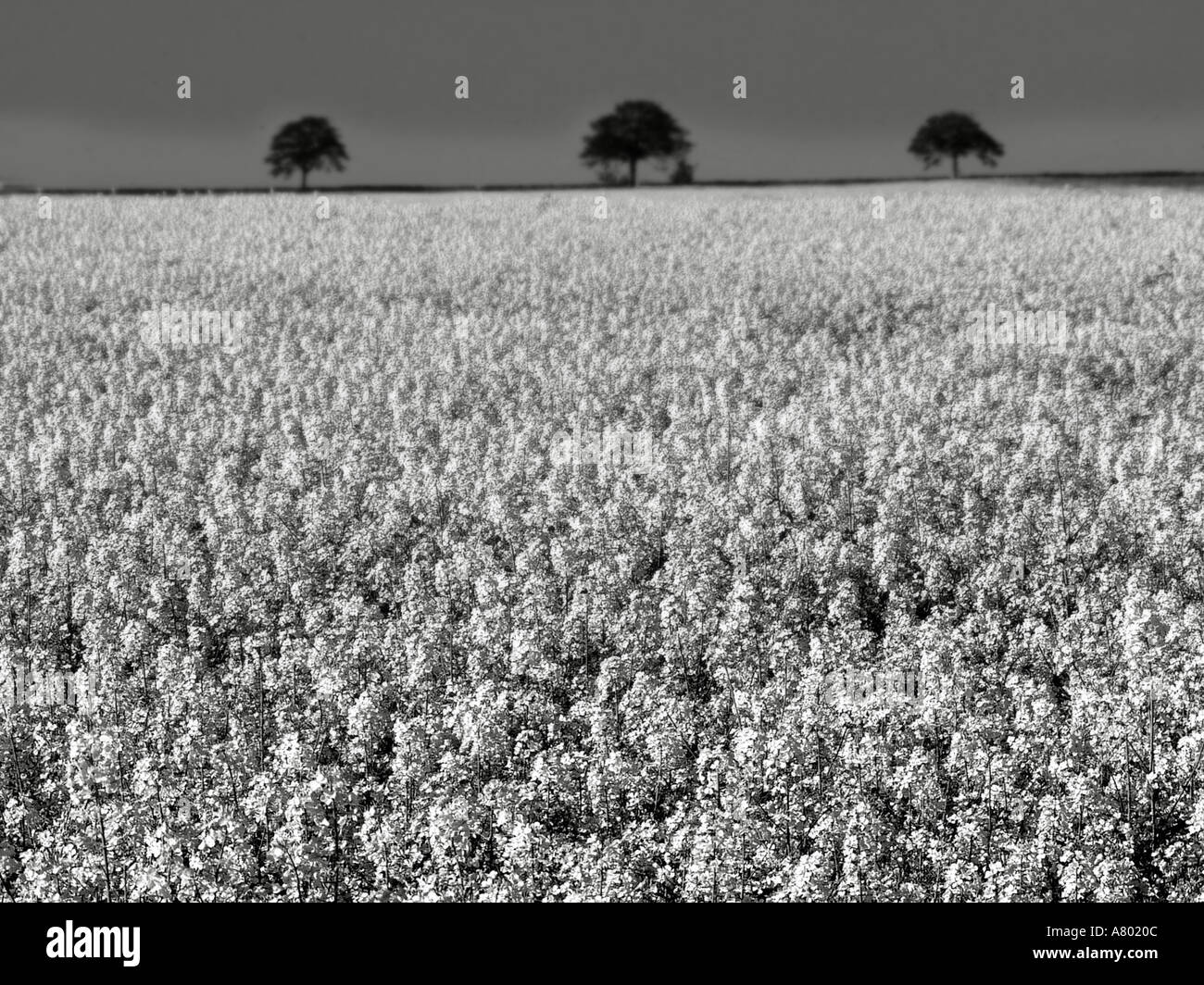 gloucestershire cotswolds near upper slaughter field of oil seed rape ...