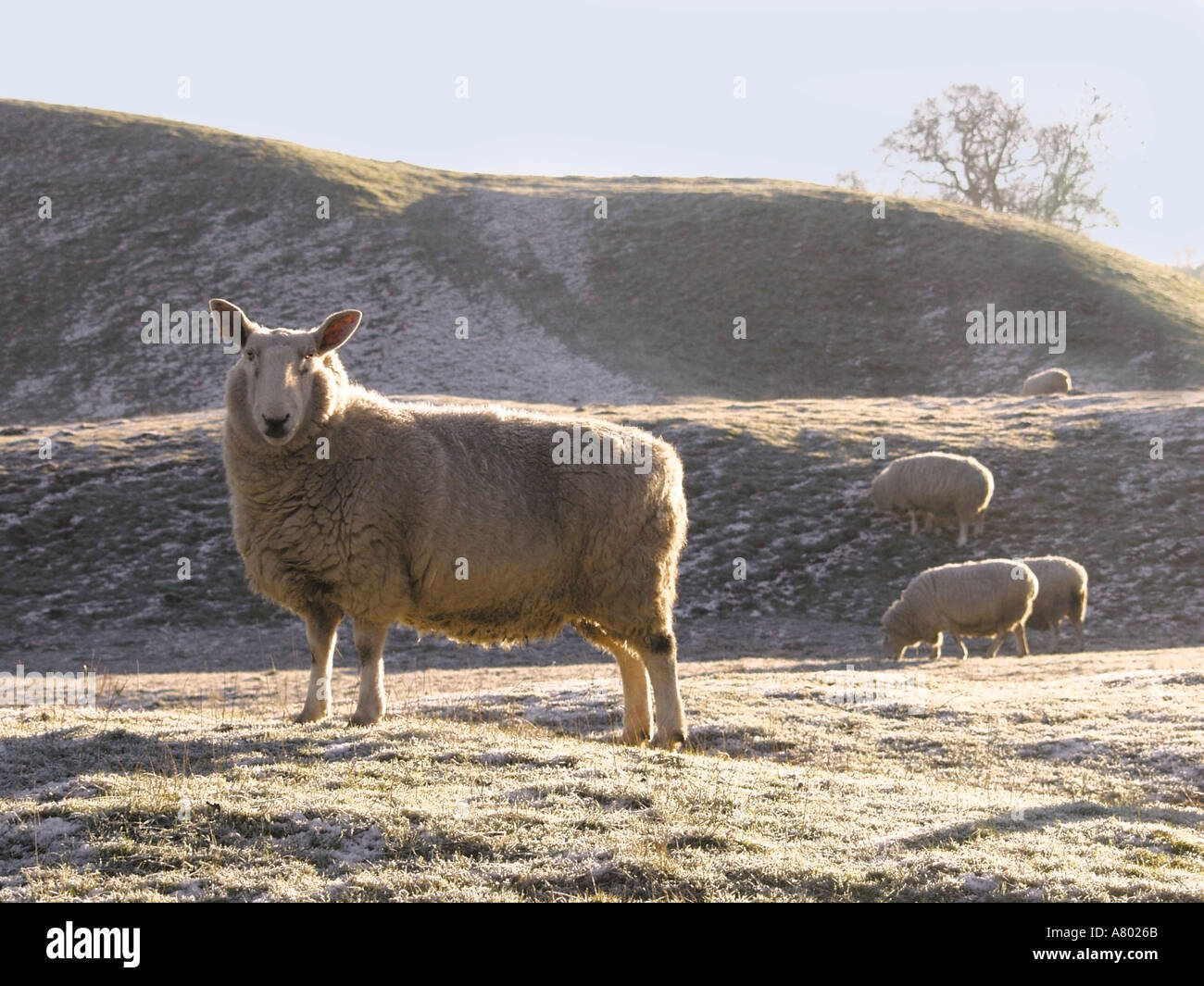 bedfordshire motte bailey castle yelden david martyn hughes Stock Photo ...