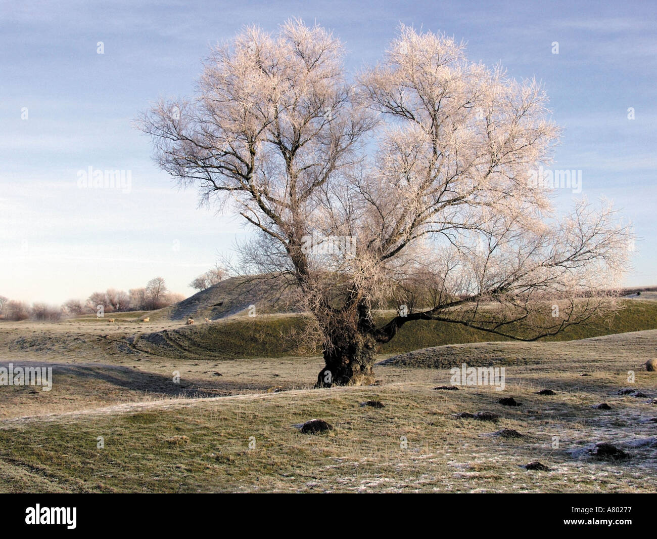 bedfordshire motte bailey castle yelden david martyn hughes Stock Photo ...