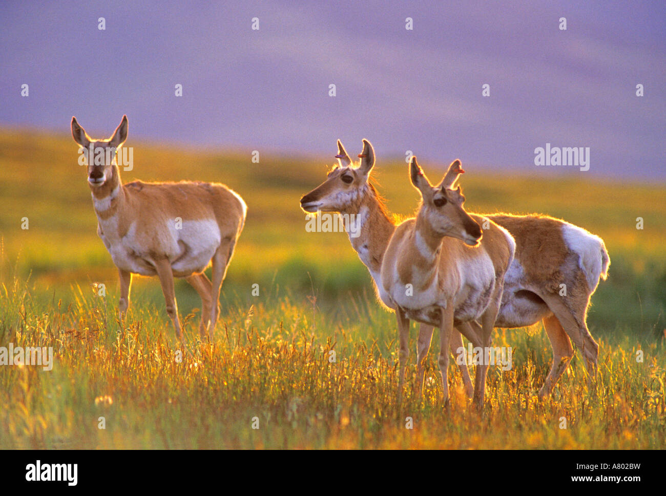 Pronghorn Antelope in Montana Stock Photo - Alamy